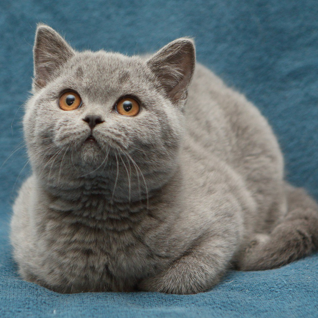 Otello | British Shorthair – My Felidae