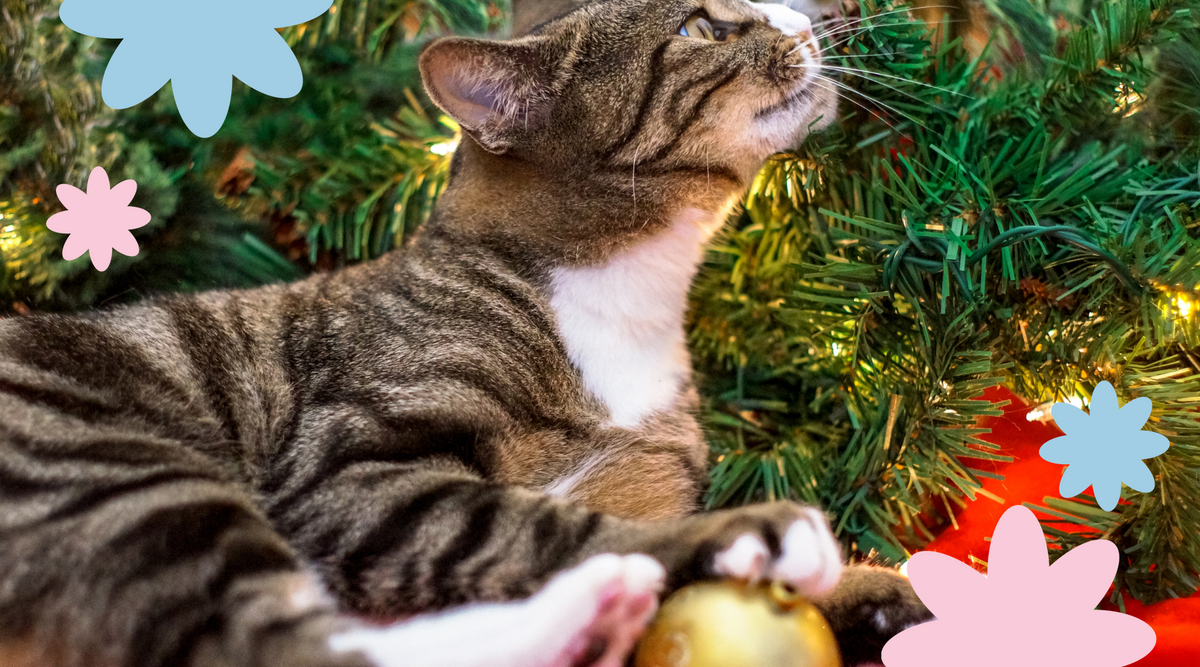 Tasty Treats for Feline Friends: A Guide to Cat-Safe Holiday Delights ...