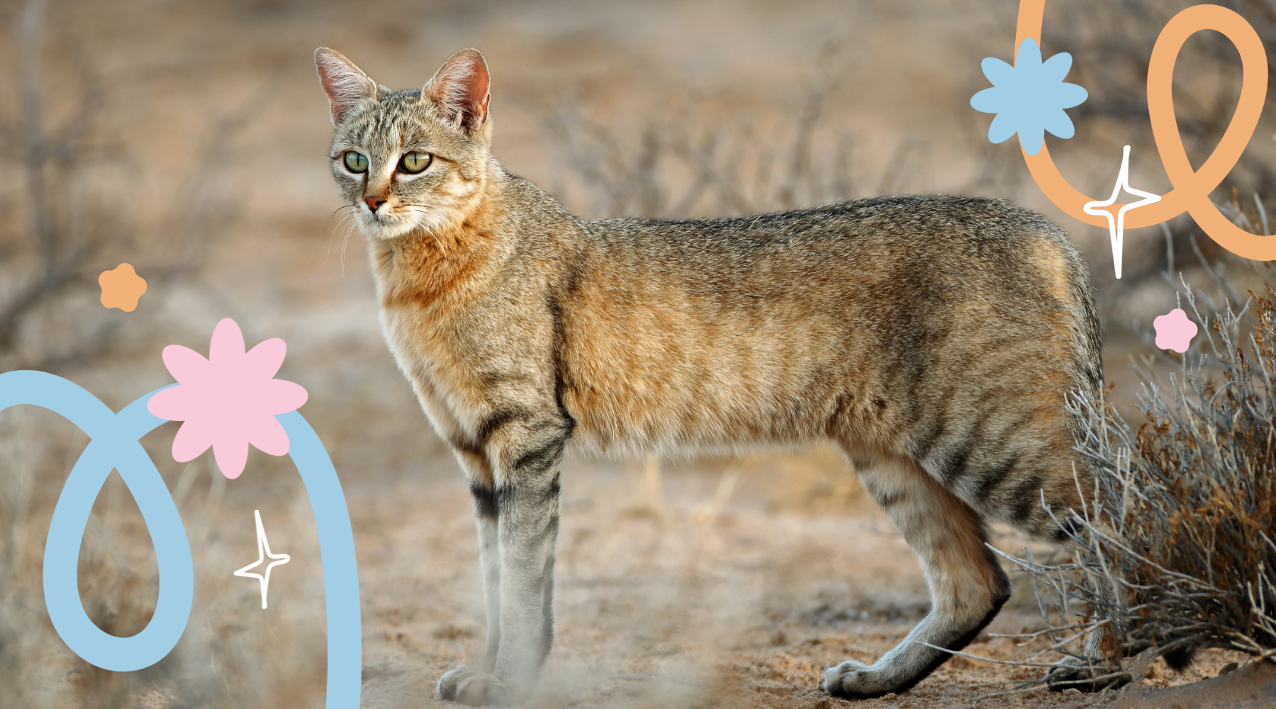 From Wildcats to Lap Cats: The Captivating History of Popular Cat Bree ...