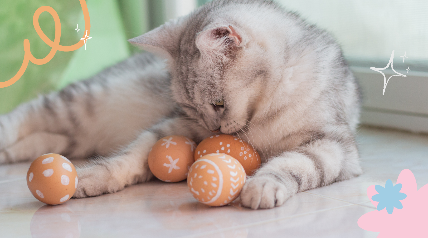 Beyond Meows: Understanding the Signs of a Happy Cat! – My Felidae