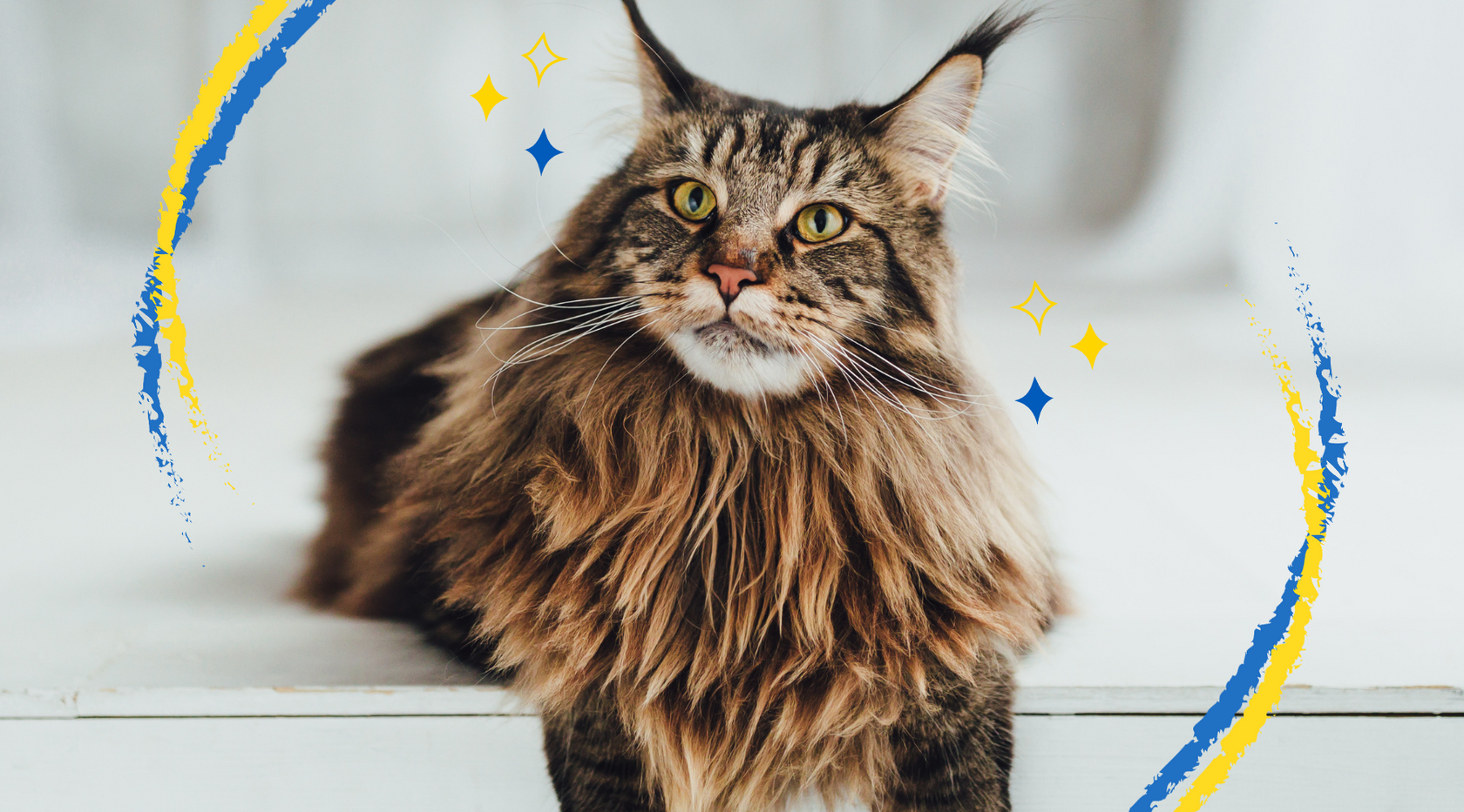 The Majestic Maine Coon: Learn All About This Unique Cat Breed – My Felidae