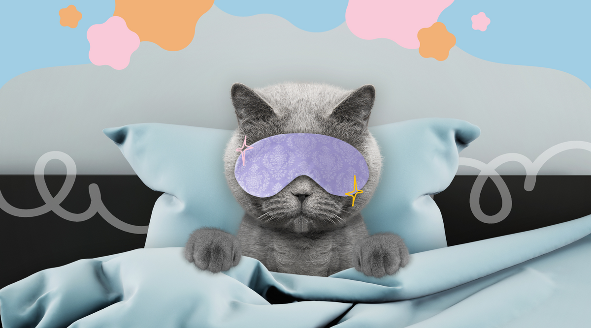 The Real Meaning Behind Your Cat's Sleeping Positions: Decoding Your F ...