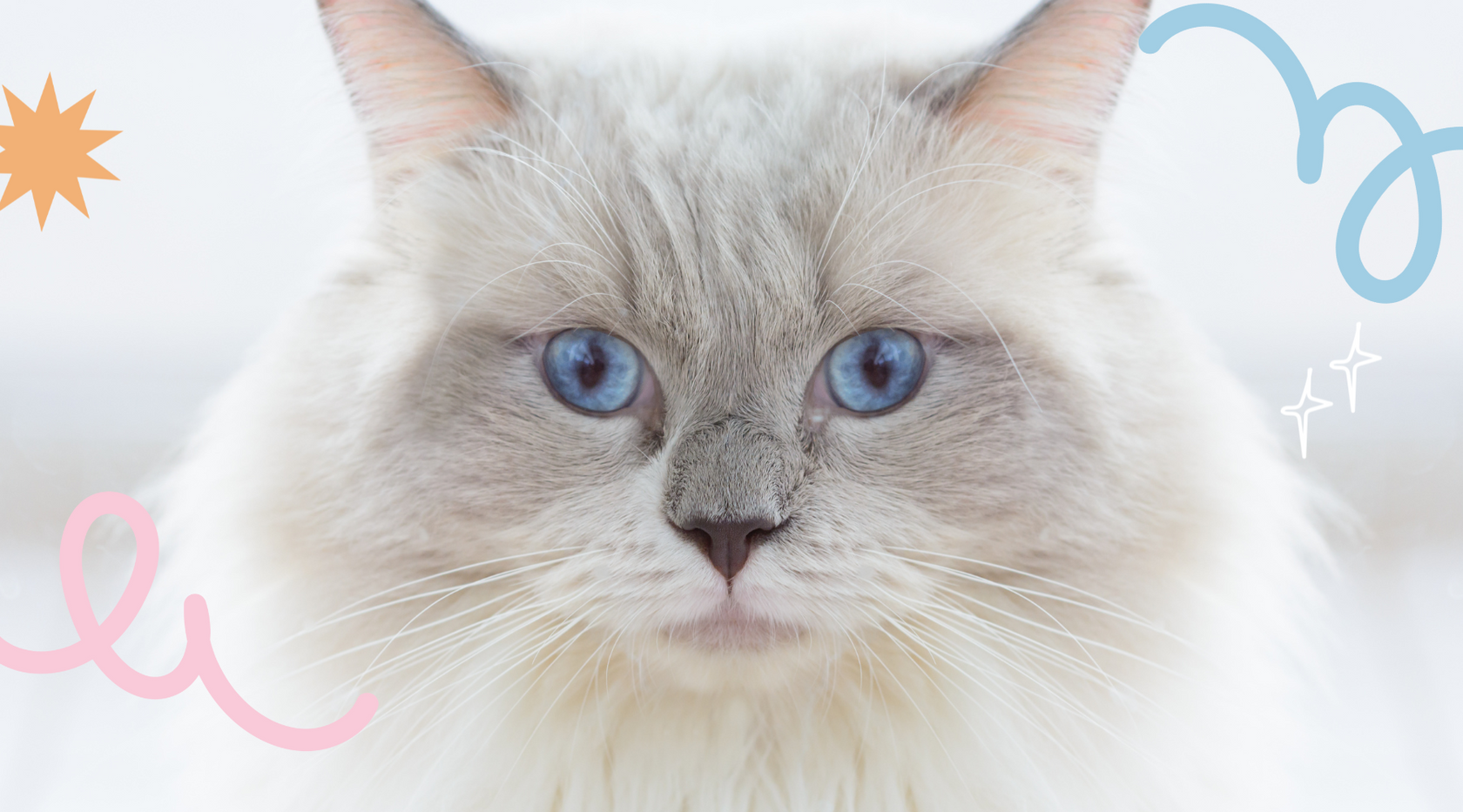 The Fascinating Facts About the Munchkin Cat Breed – My Felidae
