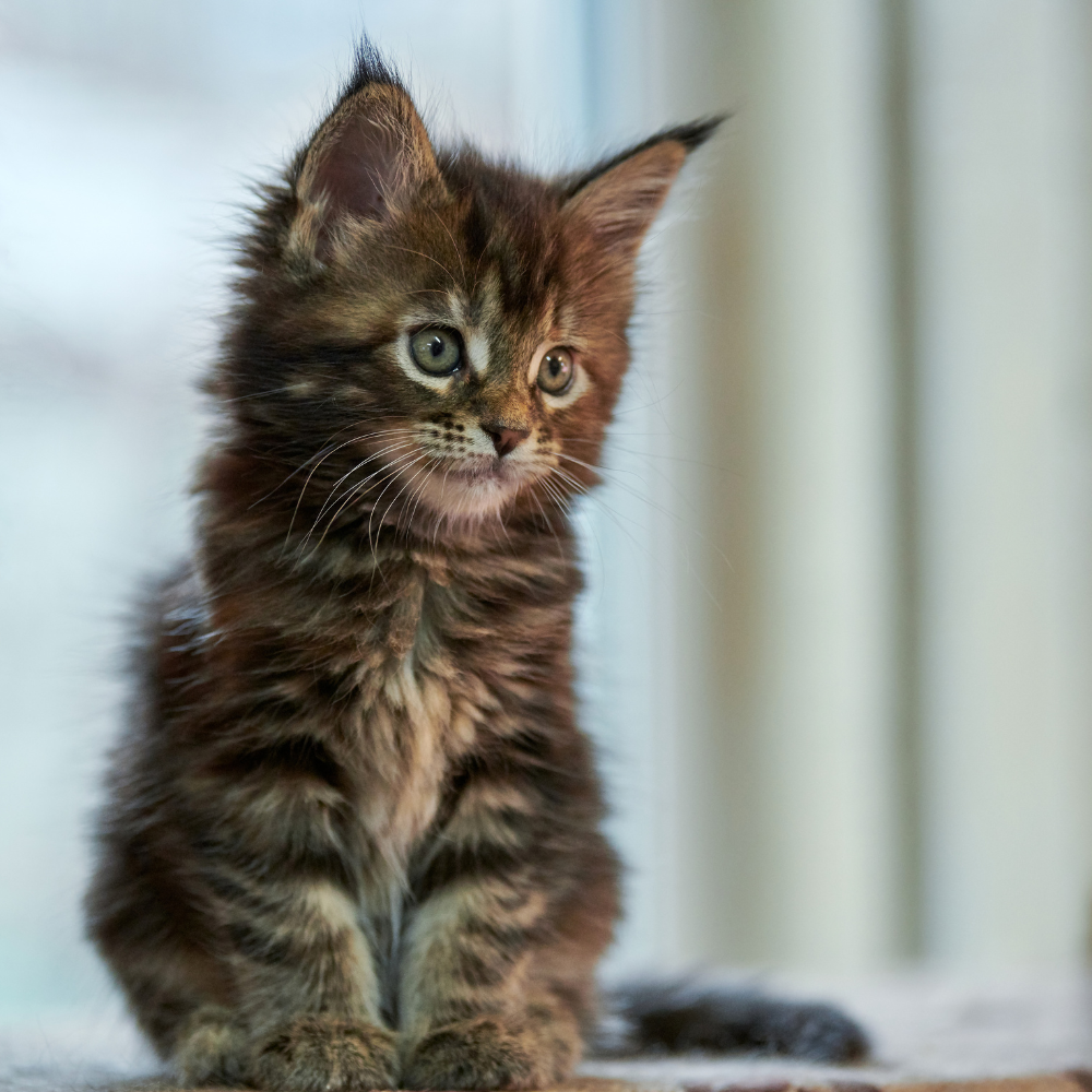 Large Breed Kittens – My Felidae