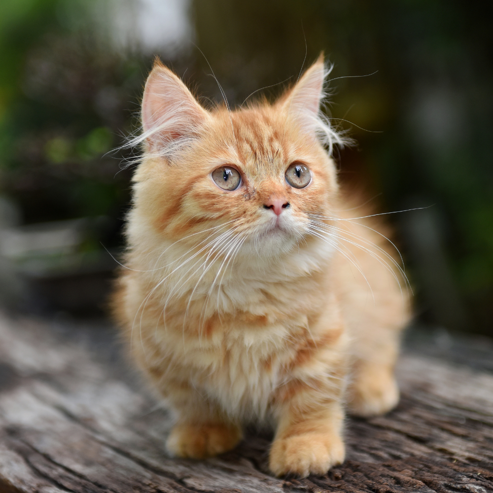 Small Breed Kittens – My Felidae