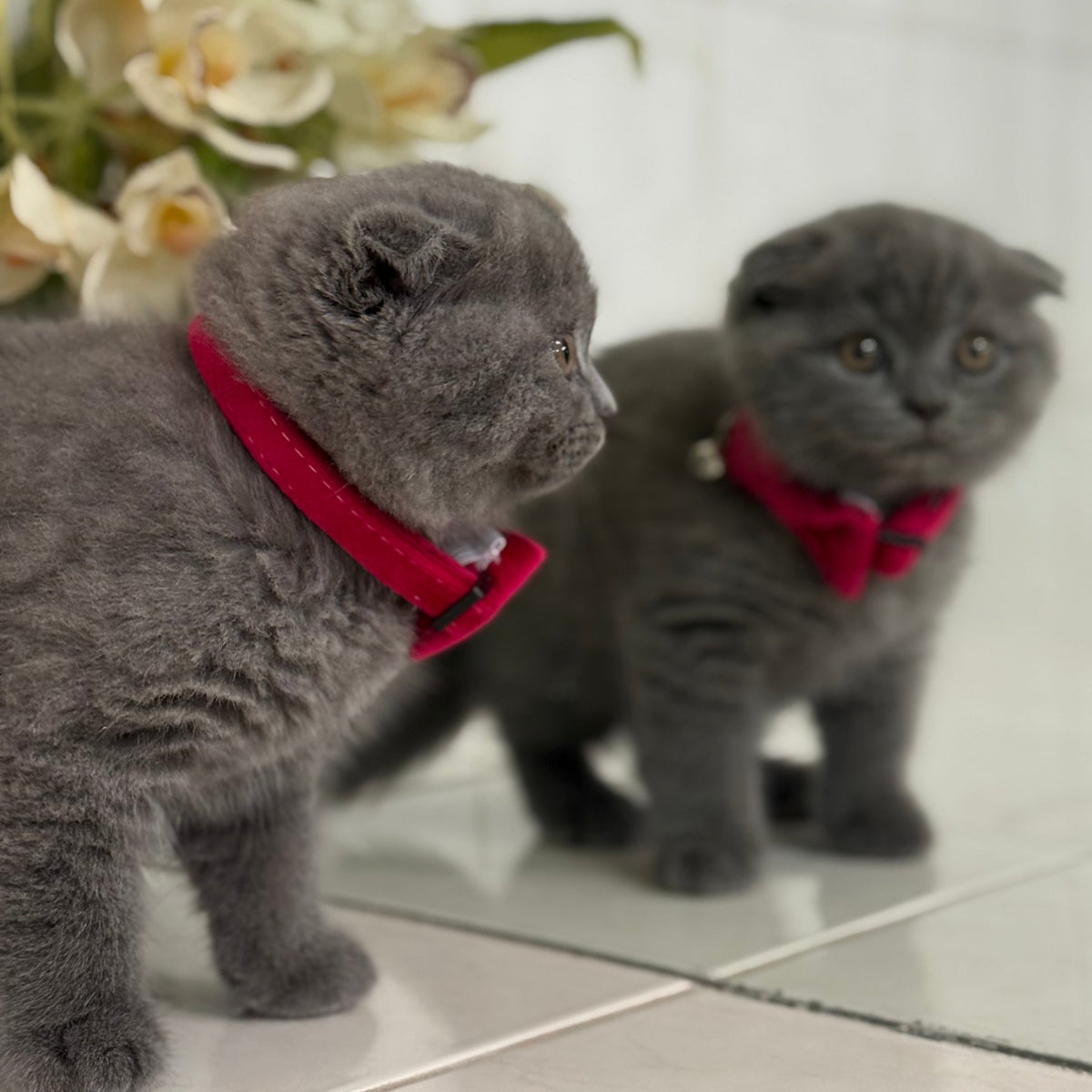 Archibald | Scottish Fold – My Felidae