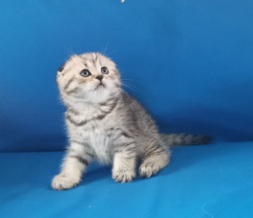 Daniel | Scottish Fold – My Felidae