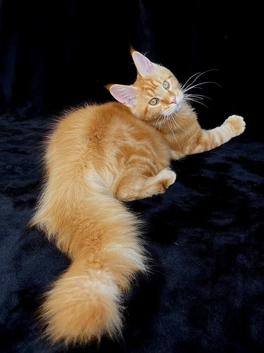 Blake | Maine Coon – My Felidae