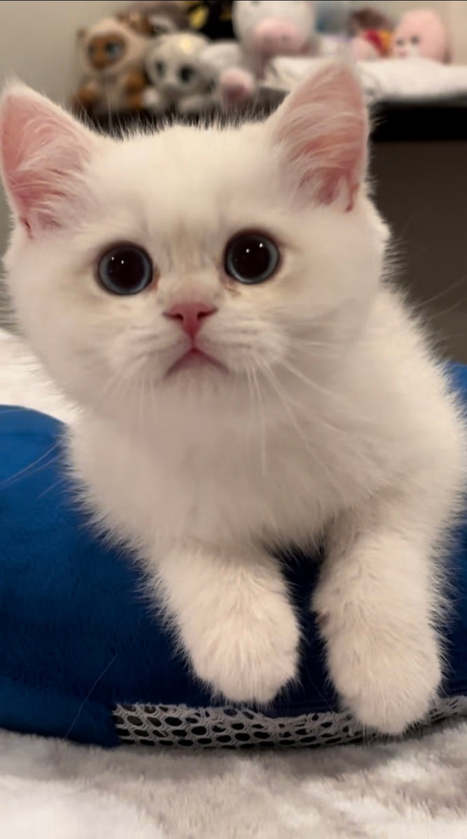 Charlie | British Shorthair – My Felidae