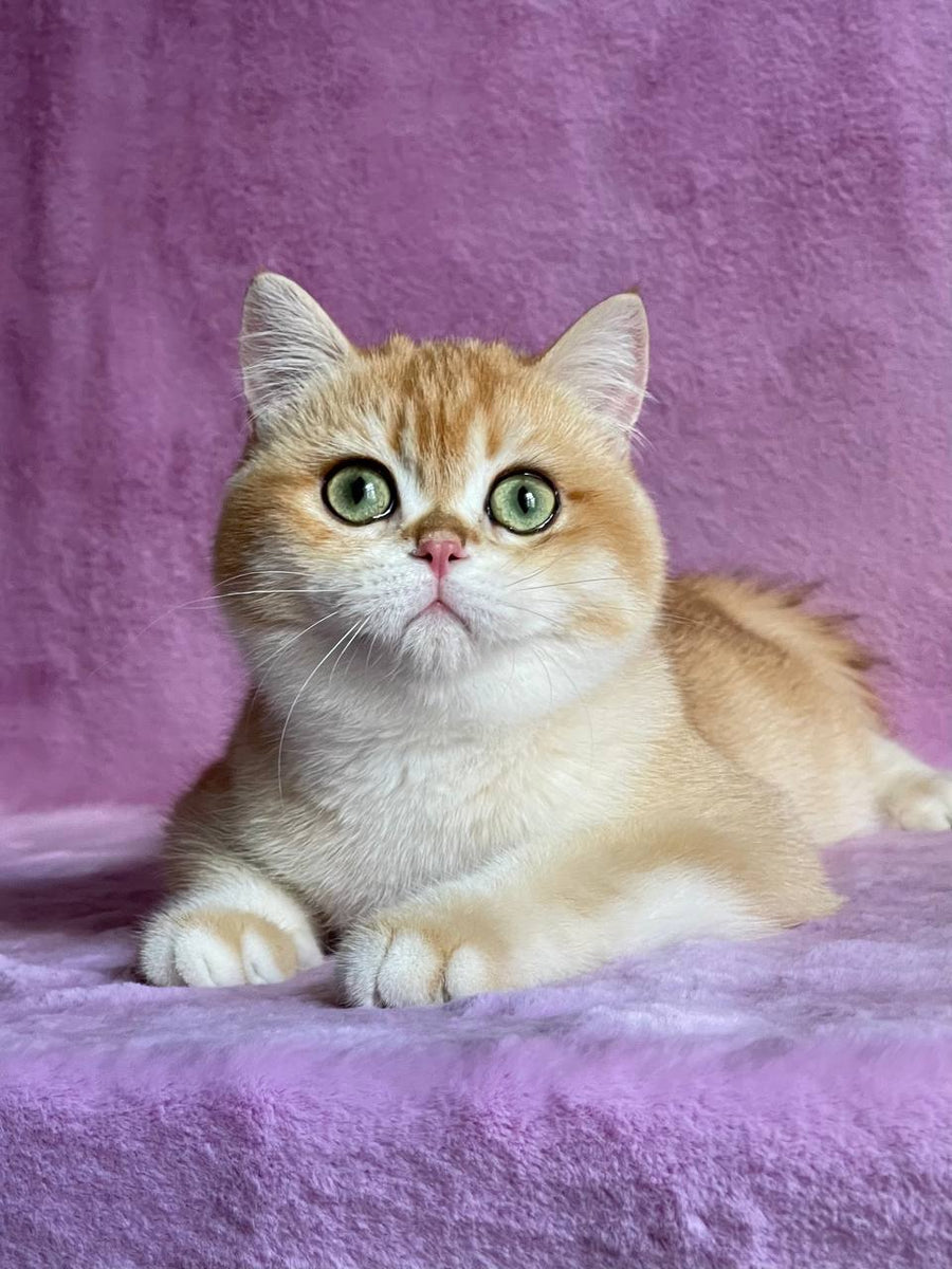 Dakota | British Shorthair – My Felidae