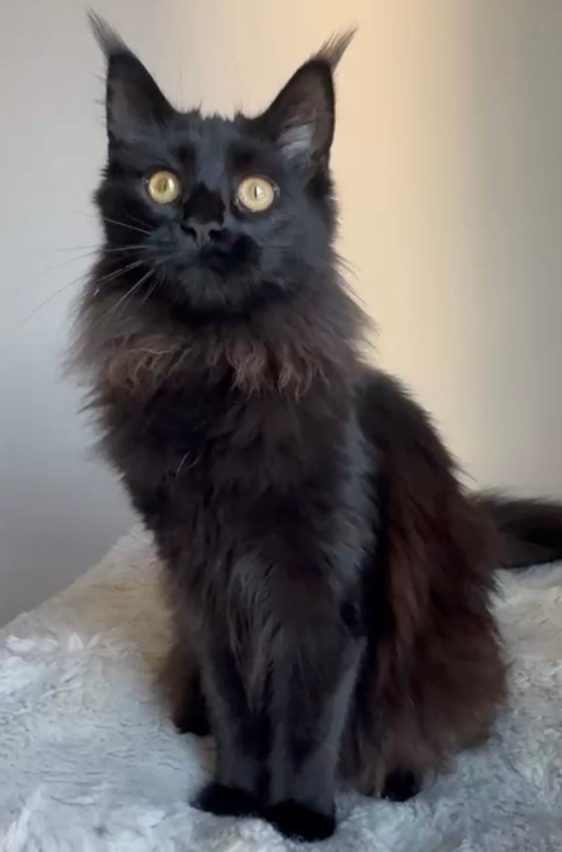 Irene | Maine Coon – My Felidae