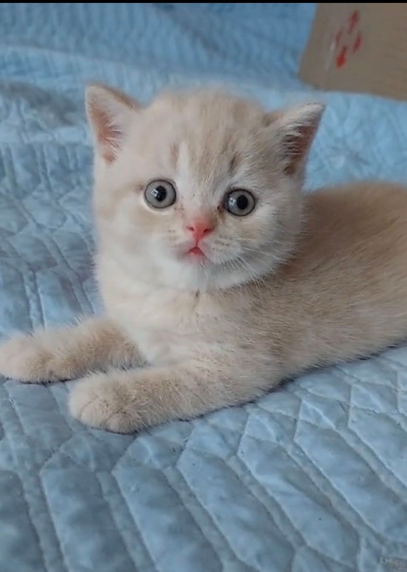 All Purebred Kittens – My Felidae