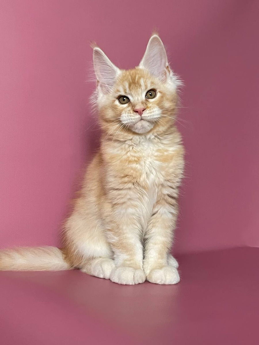 Hercules | Maine Coon – My Felidae