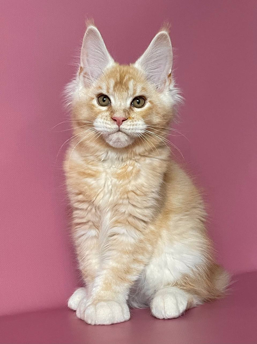 Hercules | Maine Coon – My Felidae