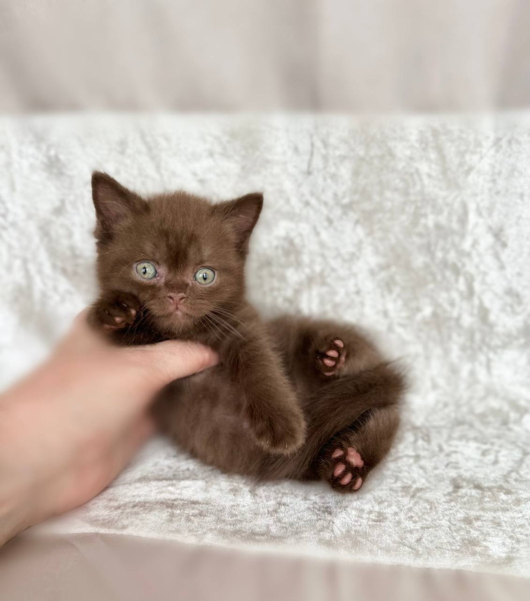 Dark Chocolate | British Shorthair – My Felidae