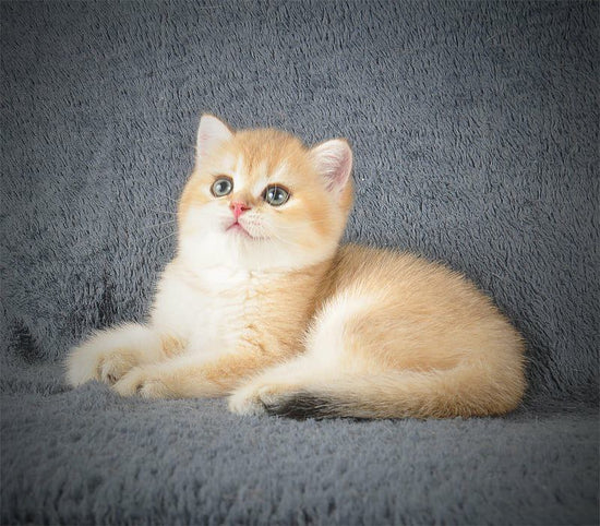 All Purebred Kittens – My Felidae