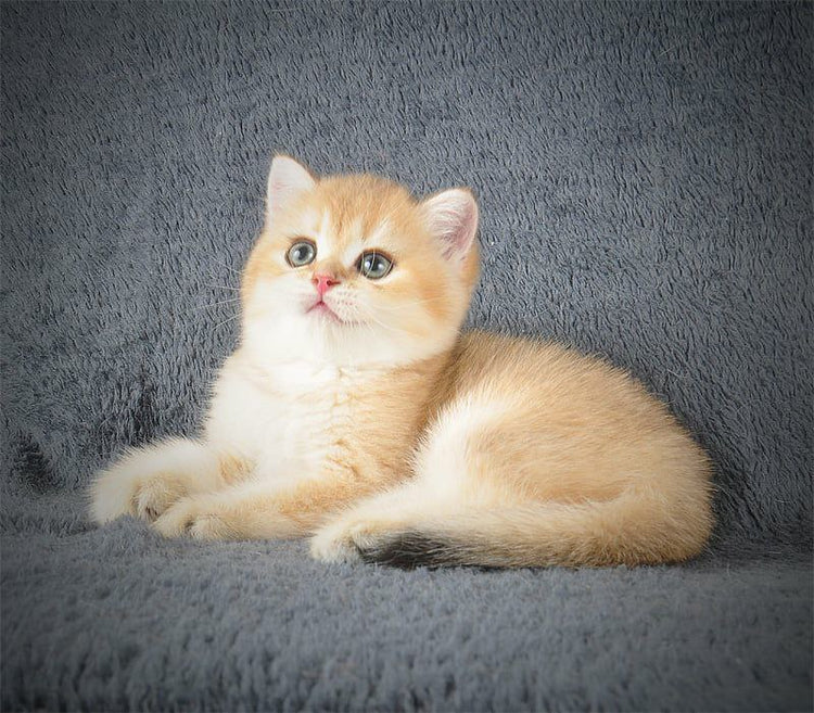 All Purebred Kittens – My Felidae