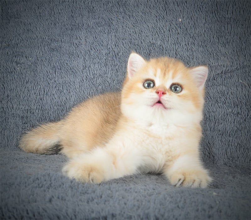 All Purebred Kittens – My Felidae