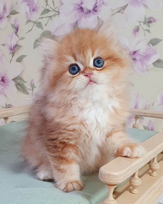 My Felidae | Purebred Kittens for Sale Near Me