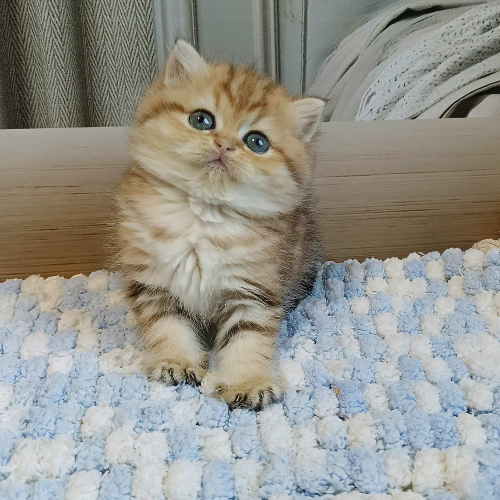 All Purebred Kittens – My Felidae