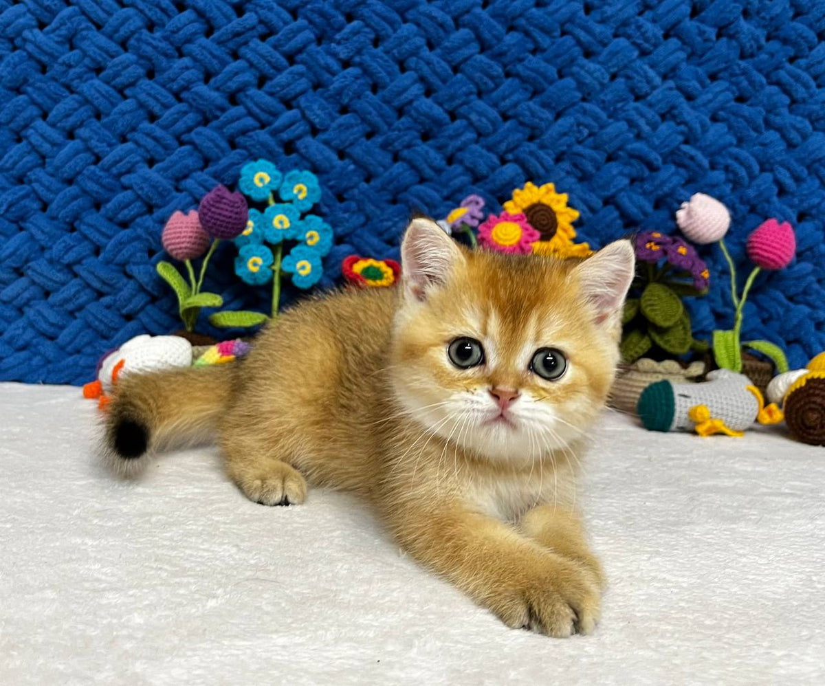 Zoe | Scottish Straight – My Felidae