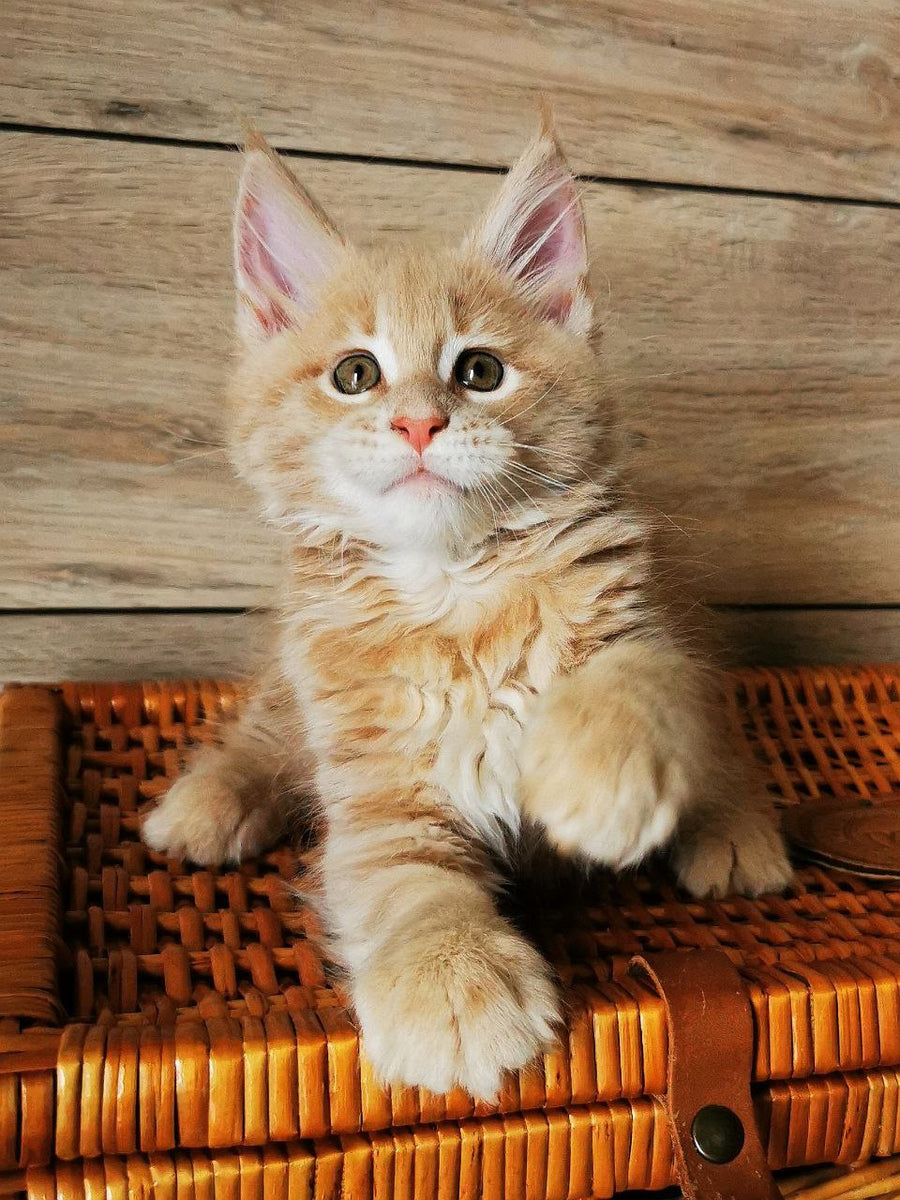 Sim | Maine Coon – My Felidae