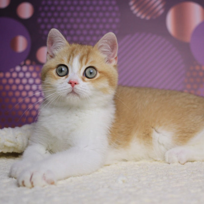 All Purebred Kittens – My Felidae