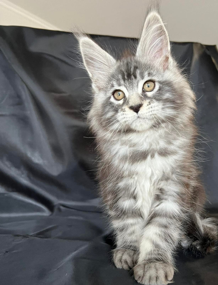 Yarik | Maine Coon – My Felidae