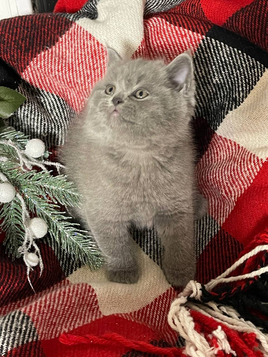 Greyson Theodore Bronson Frack III | British Shorthair – My Felidae