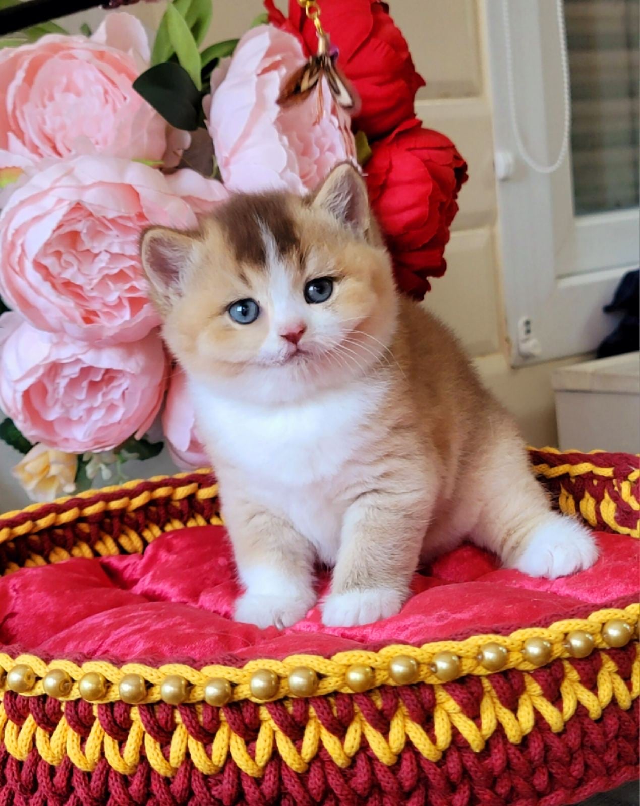 All Purebred Kittens – My Felidae