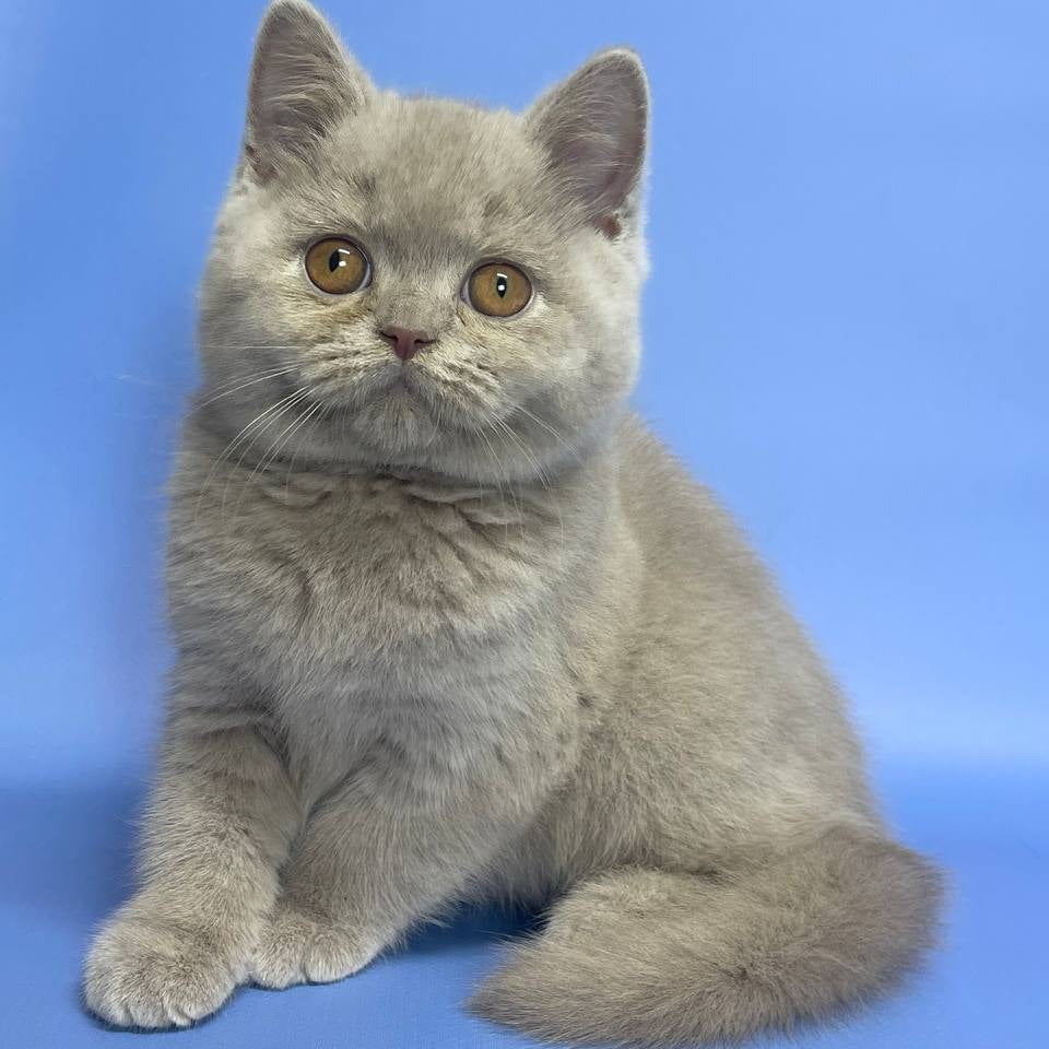 Cosmo | British Shorthair – My Felidae