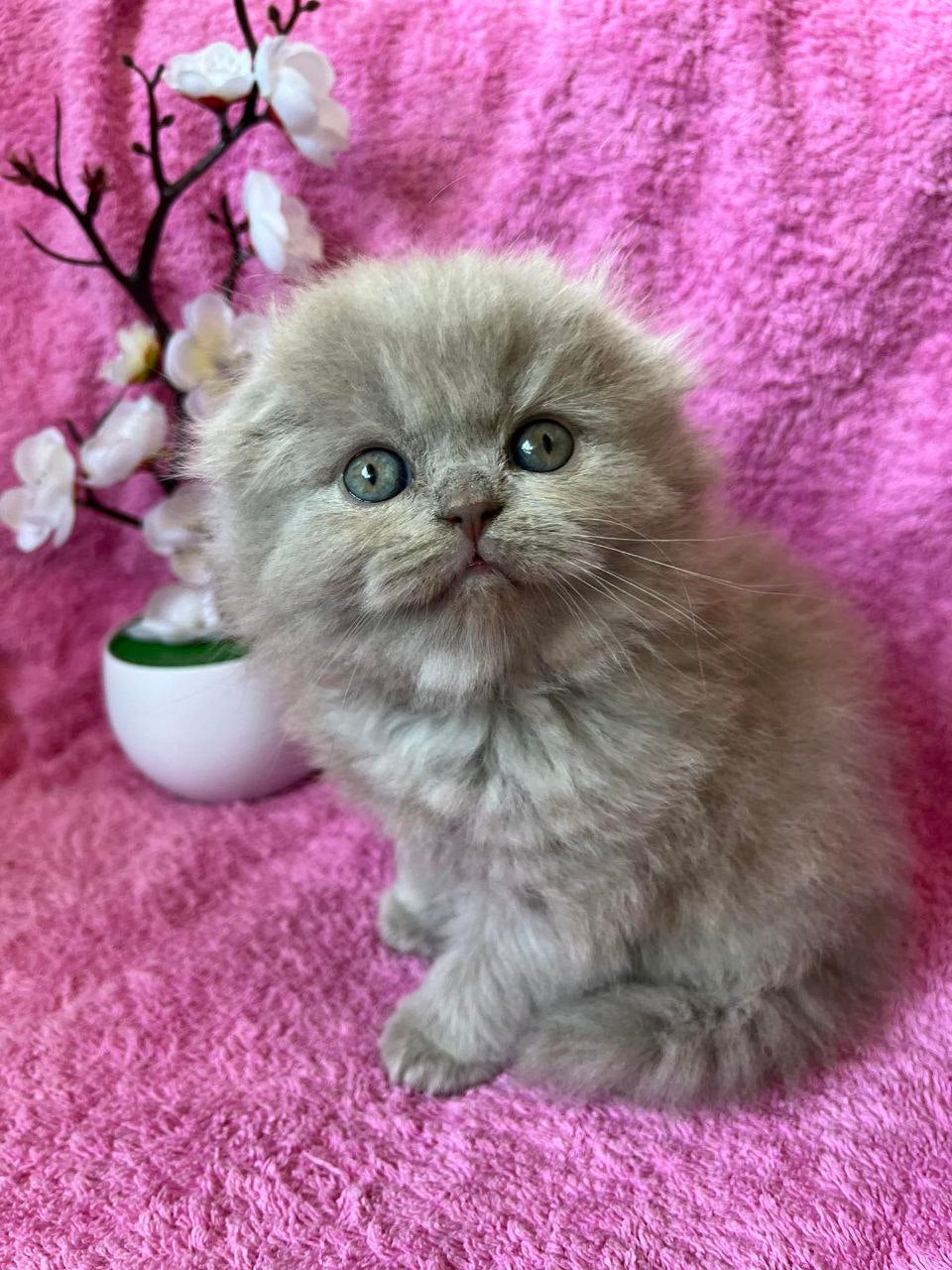 Highland Fold Kittens – My Felidae