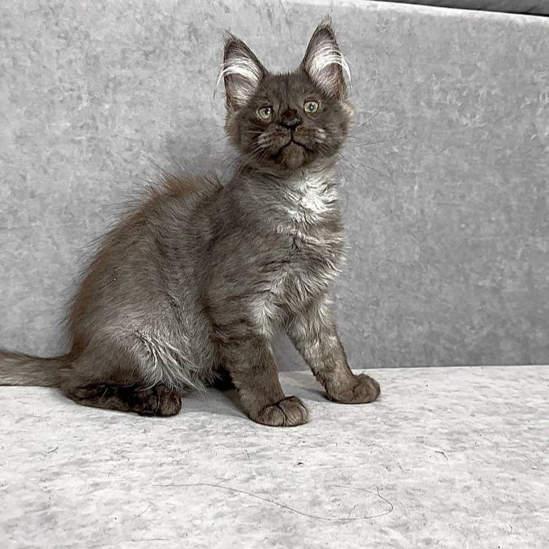 Robin | Maine Coon – My Felidae