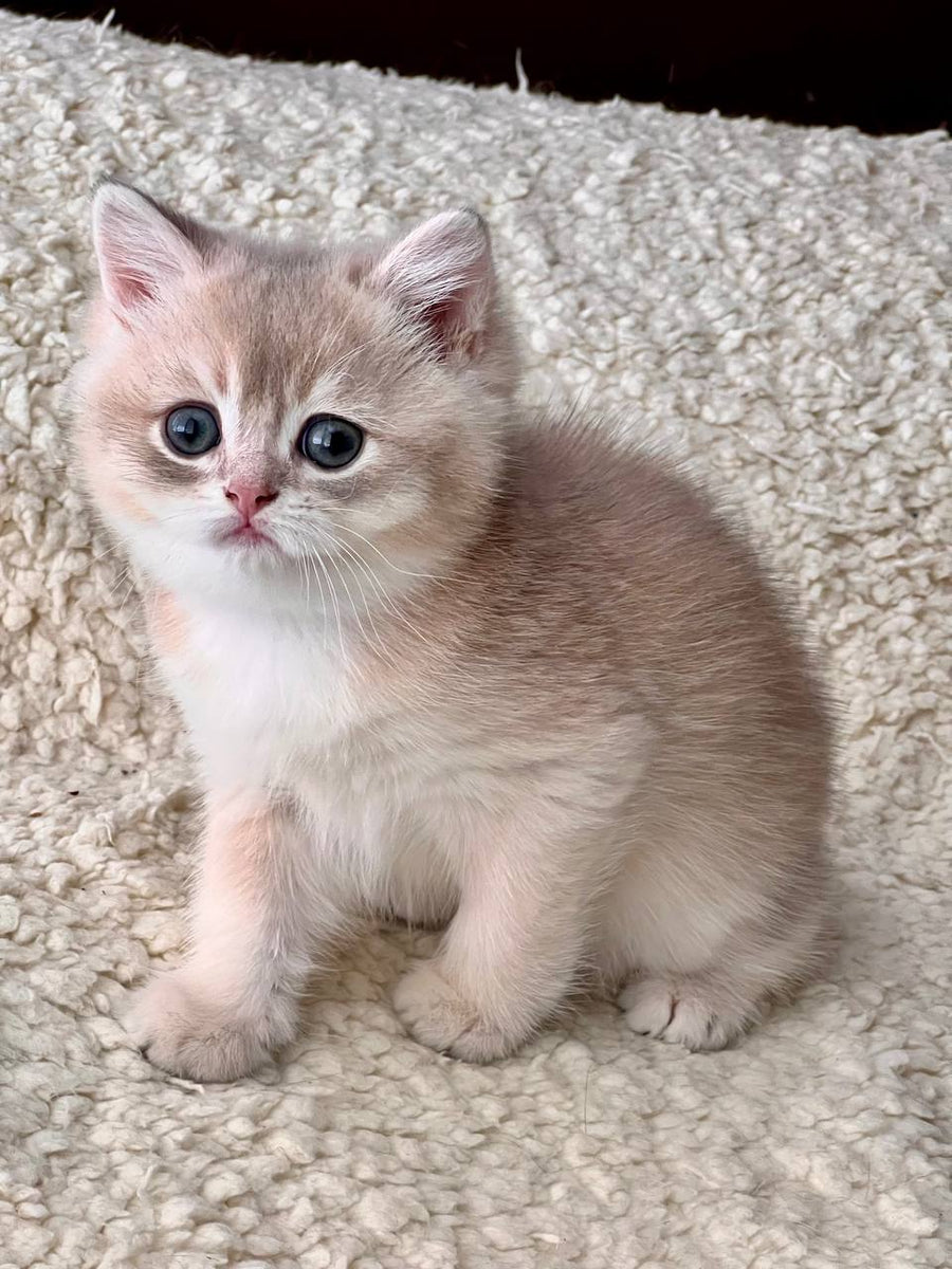 Kevin | British Shorthair – My Felidae