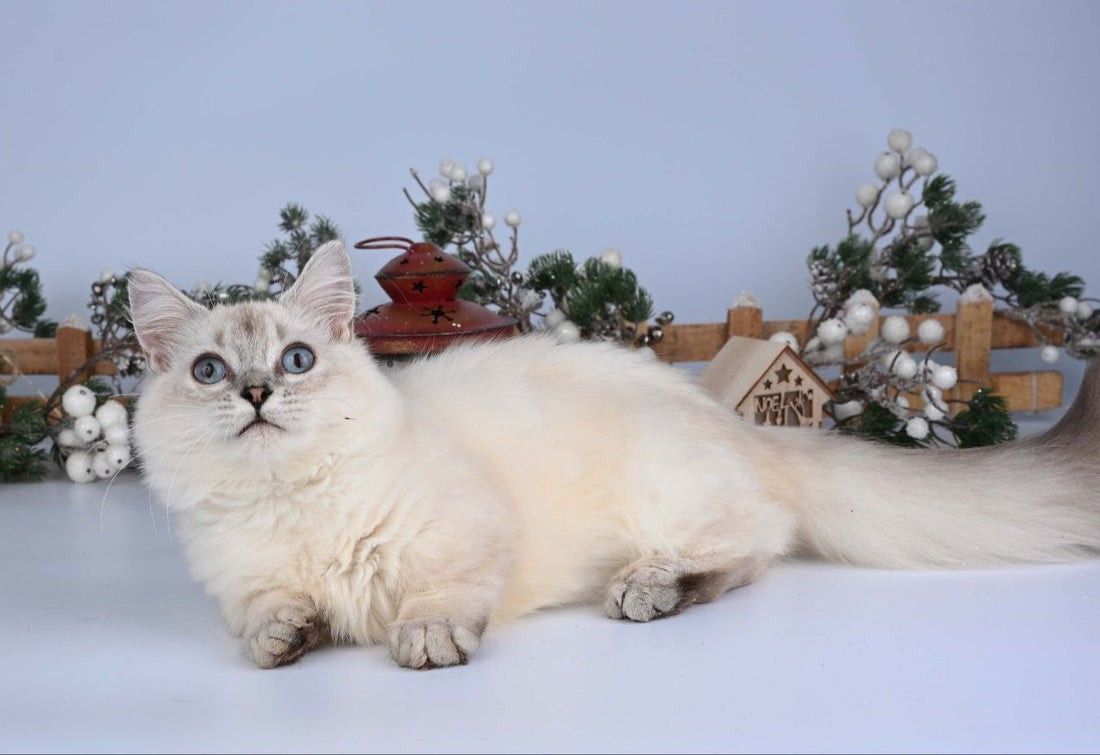 All Purebred Kittens – My Felidae