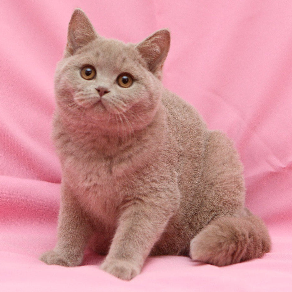 Prohor | British Shorthair – My Felidae