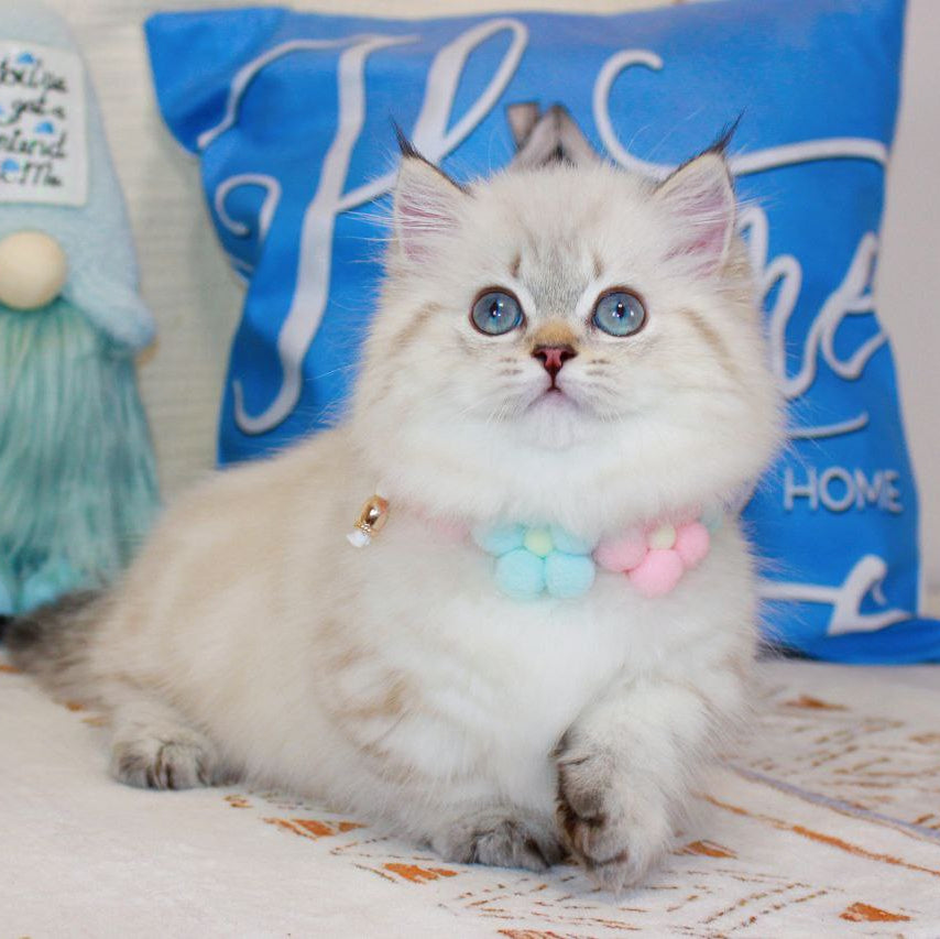 Gigi | Munchkin – My Felidae