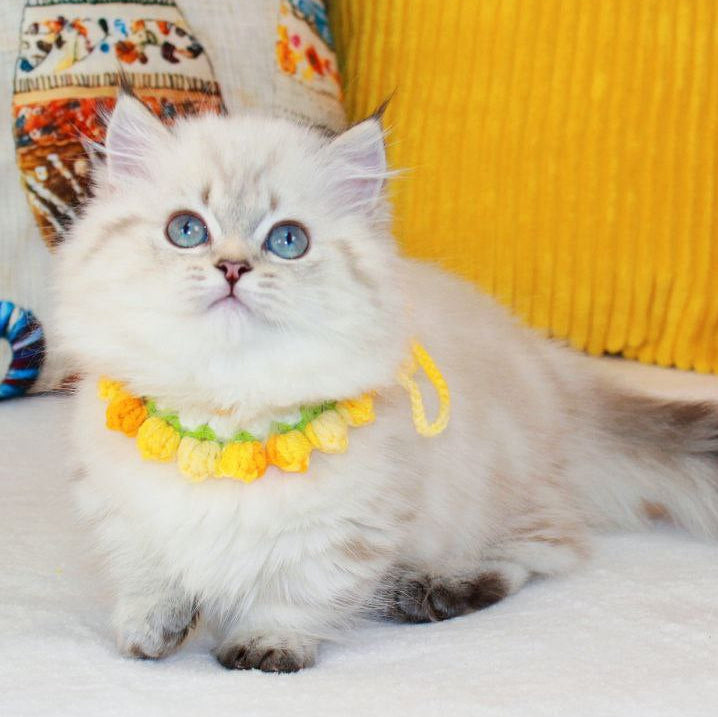 Gigi | Munchkin – My Felidae