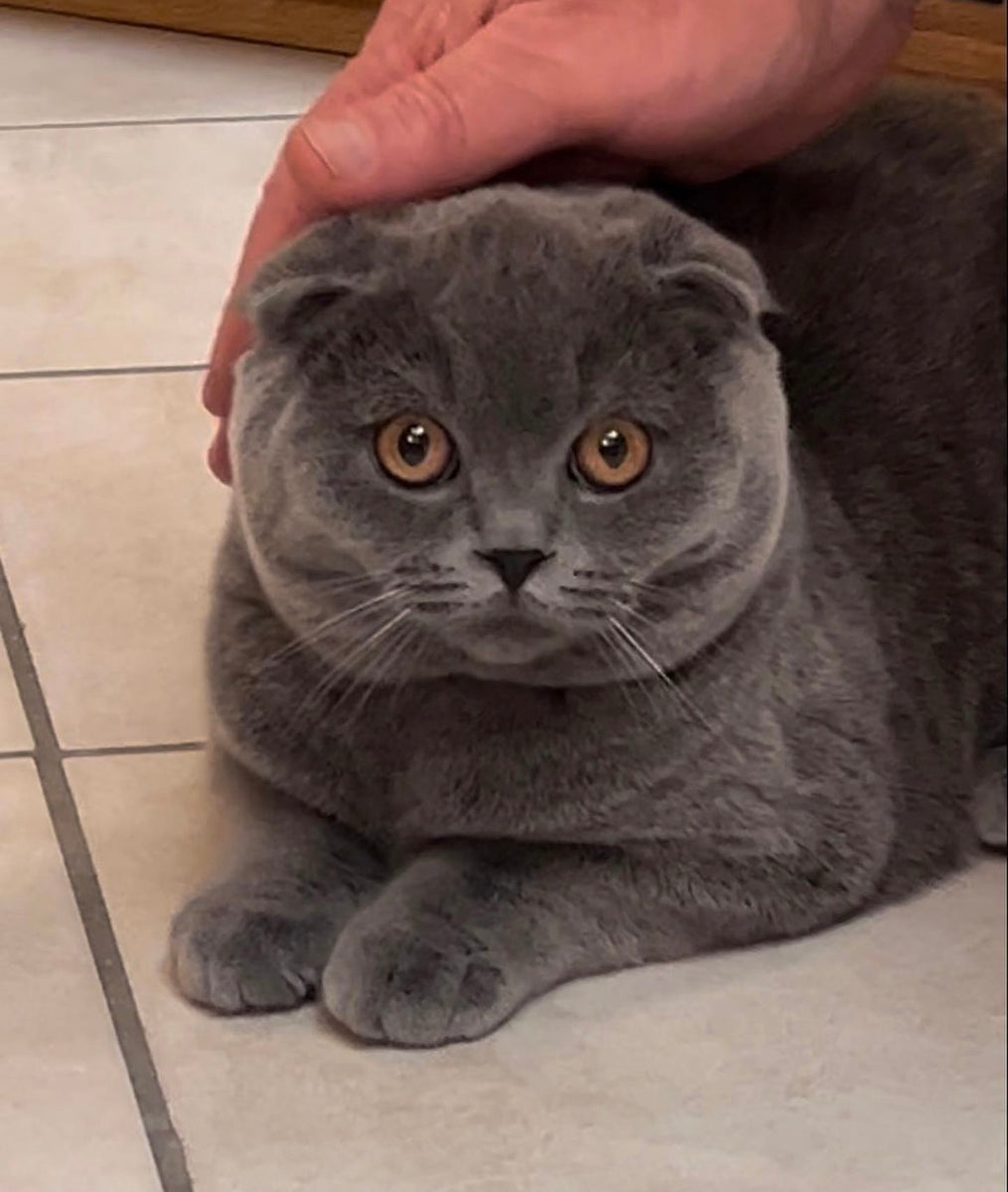 Bloom | Scottish Fold – My Felidae