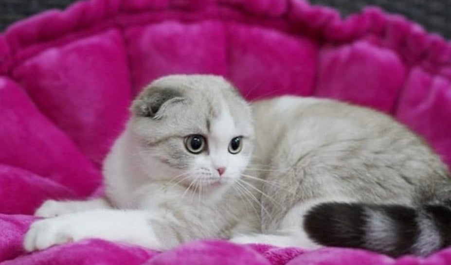 Illius | Scottish Fold – My Felidae