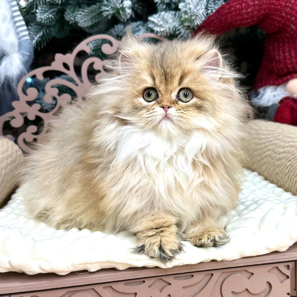 Emily | British Longhair – My Felidae