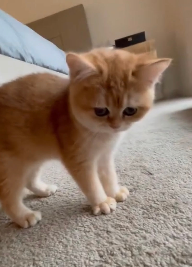 Cherry | British Shorthair – My Felidae