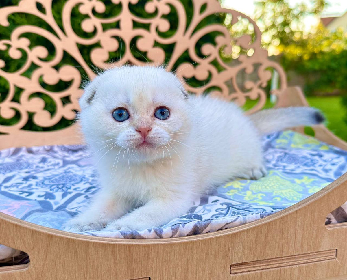 Cloud | Scottish Fold – My Felidae