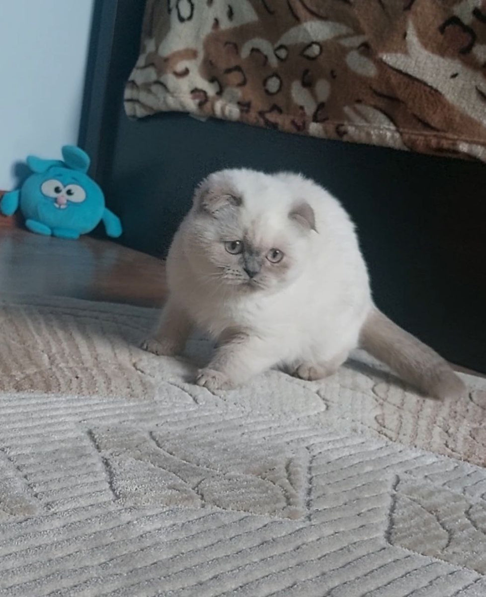 Vincent | Scottish Fold – My Felidae